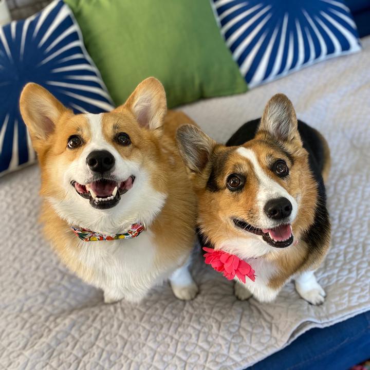 🦄 @hammyandolivia - Hammy & Olivia Corgi - Tiktok profile