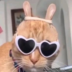 🌻•°wibee°•🌻 - @_wibee_ TikTok Analytics | Profile, videos & hashtags ...