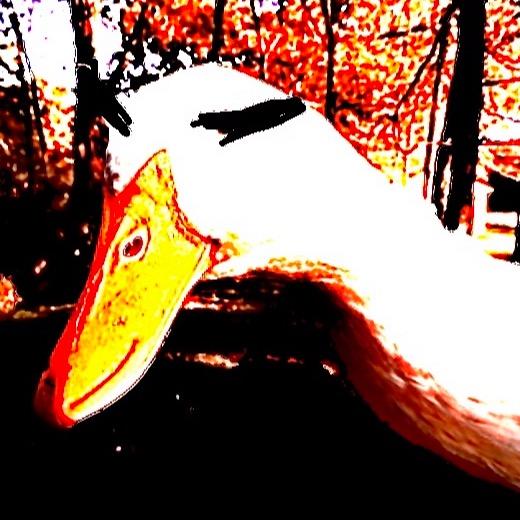 Yuh - @duck_cult_leader TikTok Analytics | Profile, videos & hashtags ...